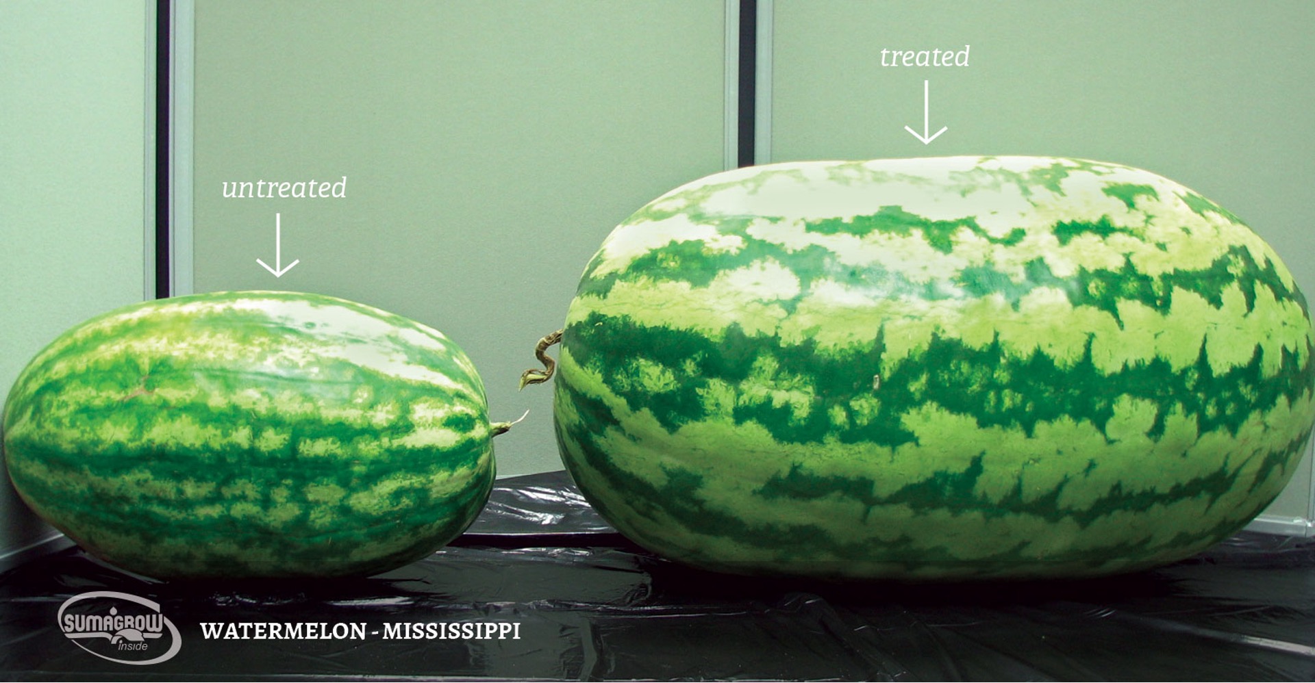 Fruit - SumaGrow International